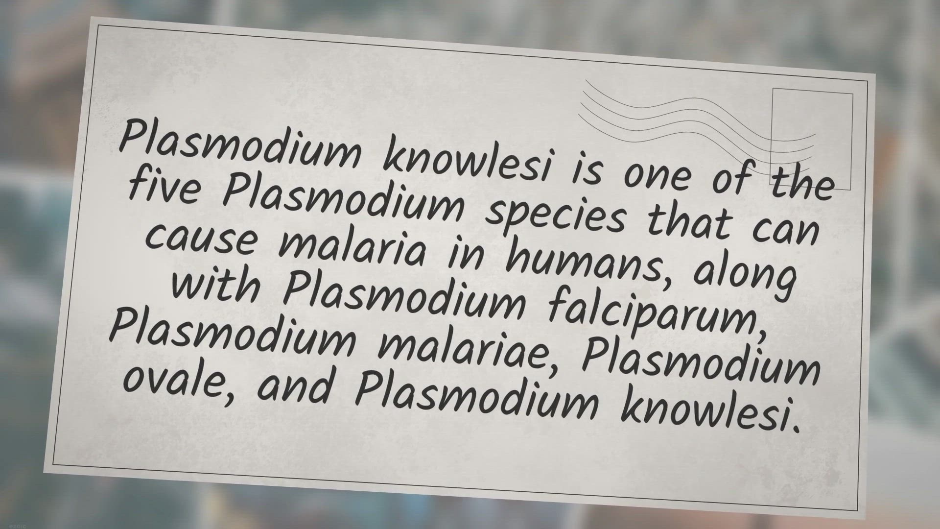 Plasmodium Malariae Diagram