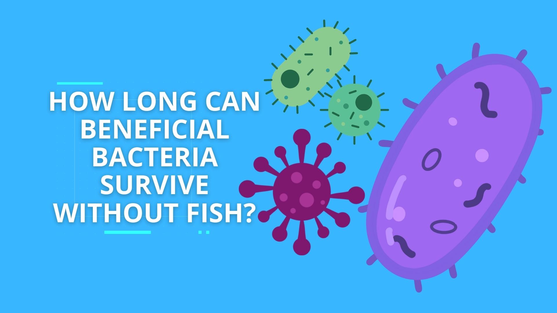 How Long Can Beneficial Bacteria Survive Without Fish?