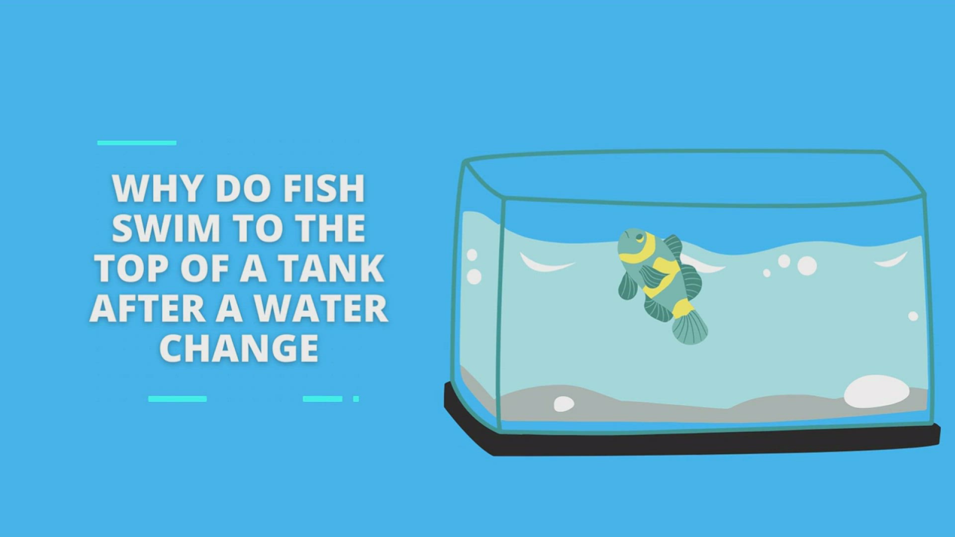 Why do fish swim to the top of a tank after a water change