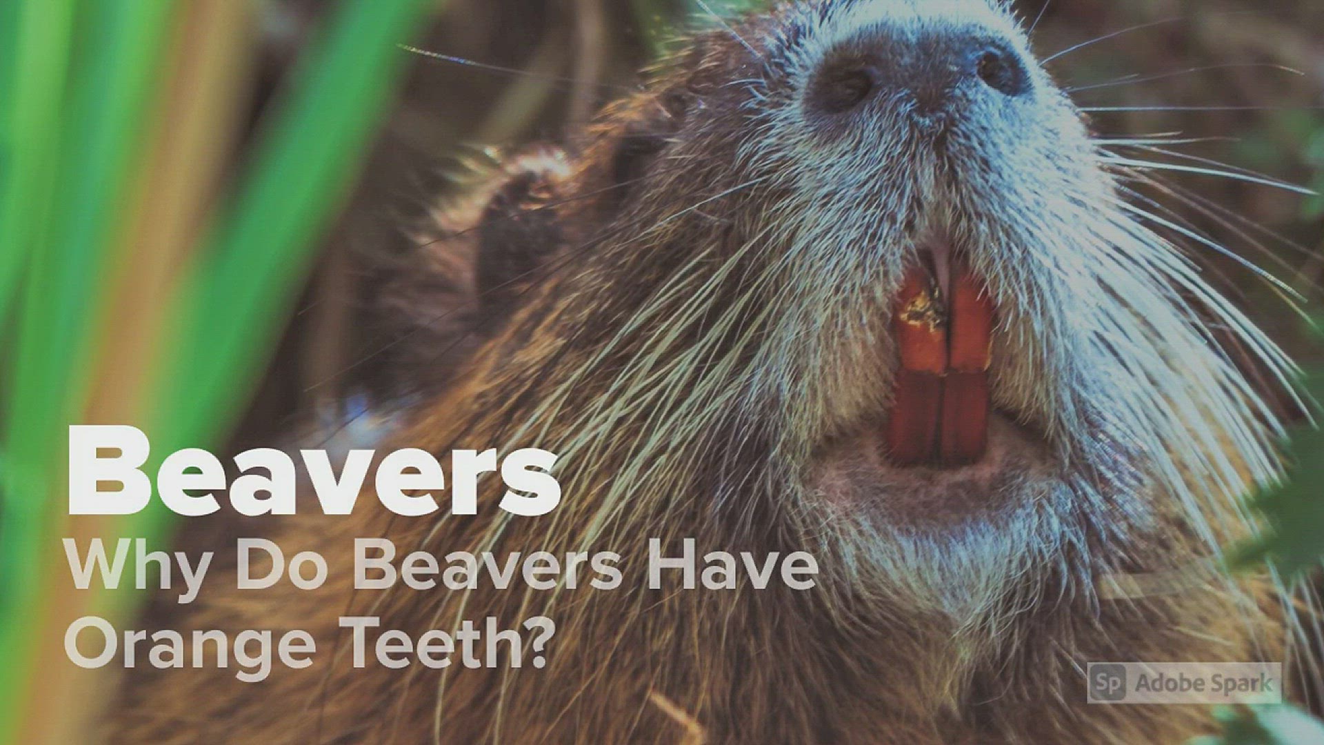 Beavers Teeth