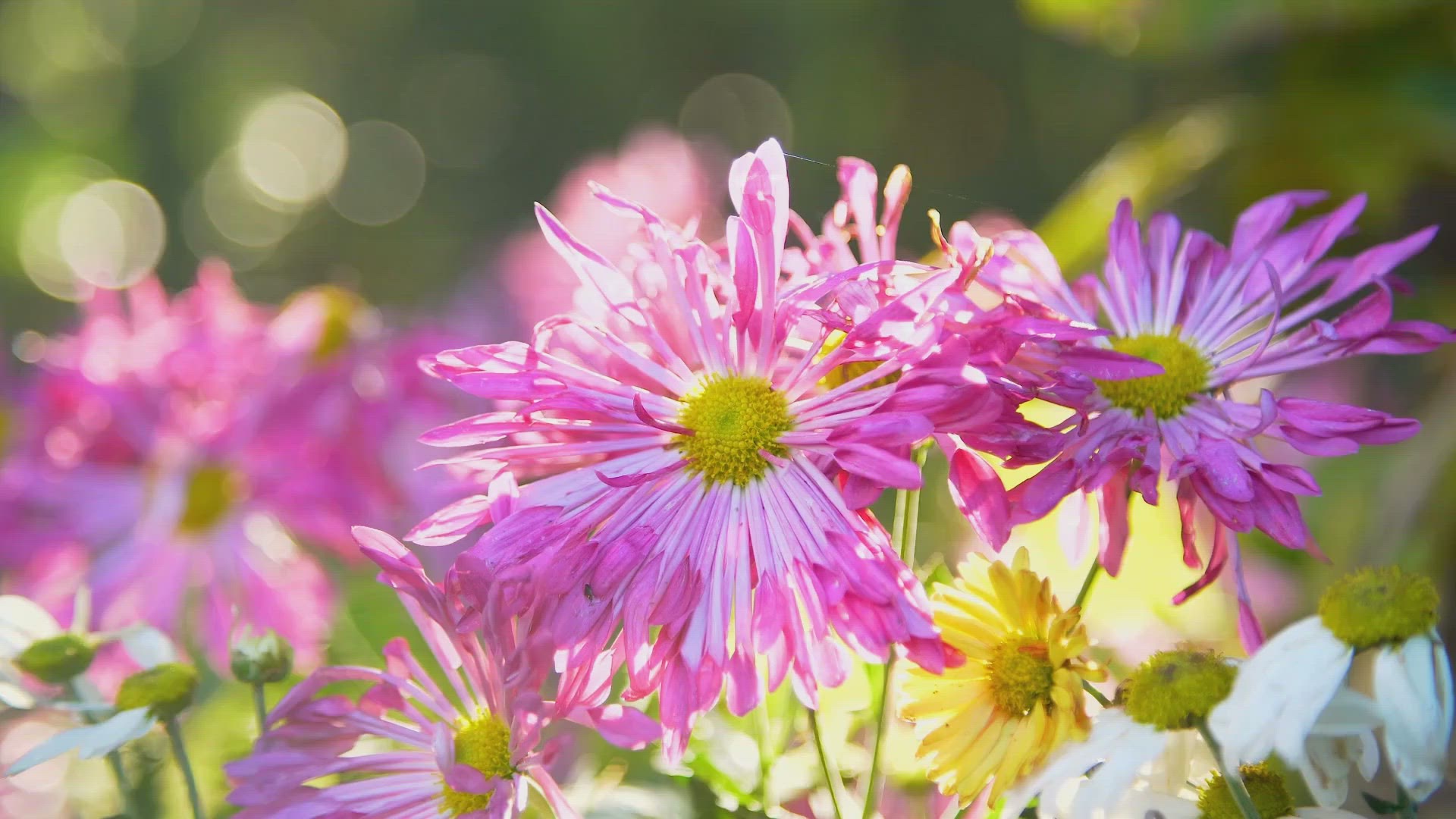 Flowers that start with letter L – A to Z Flowers