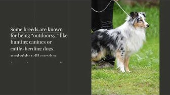 Am I Allowed to Own a Pure Wolf in Alberta? - Know Alberta