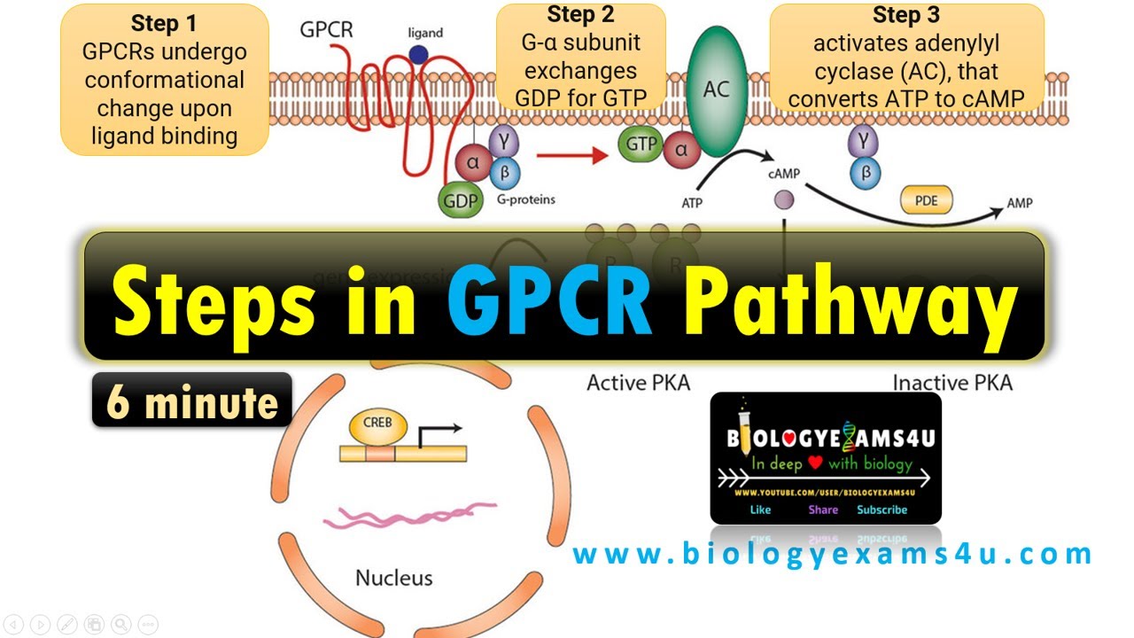 Structure of G Protein Coupled Receptor (GPCR) ||Steps in...