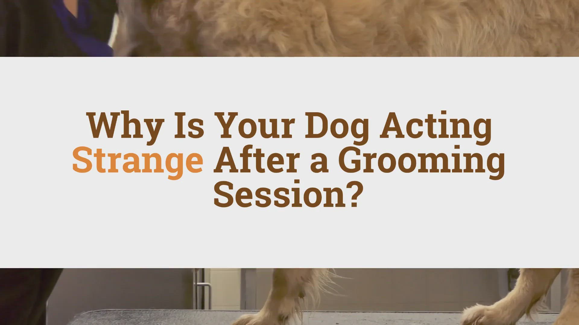 Why Is Your Dog Acting Strange After a Grooming Session? | Woof & Beyond
