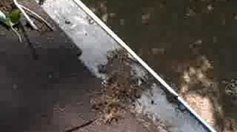 Gutter Guard Test Results