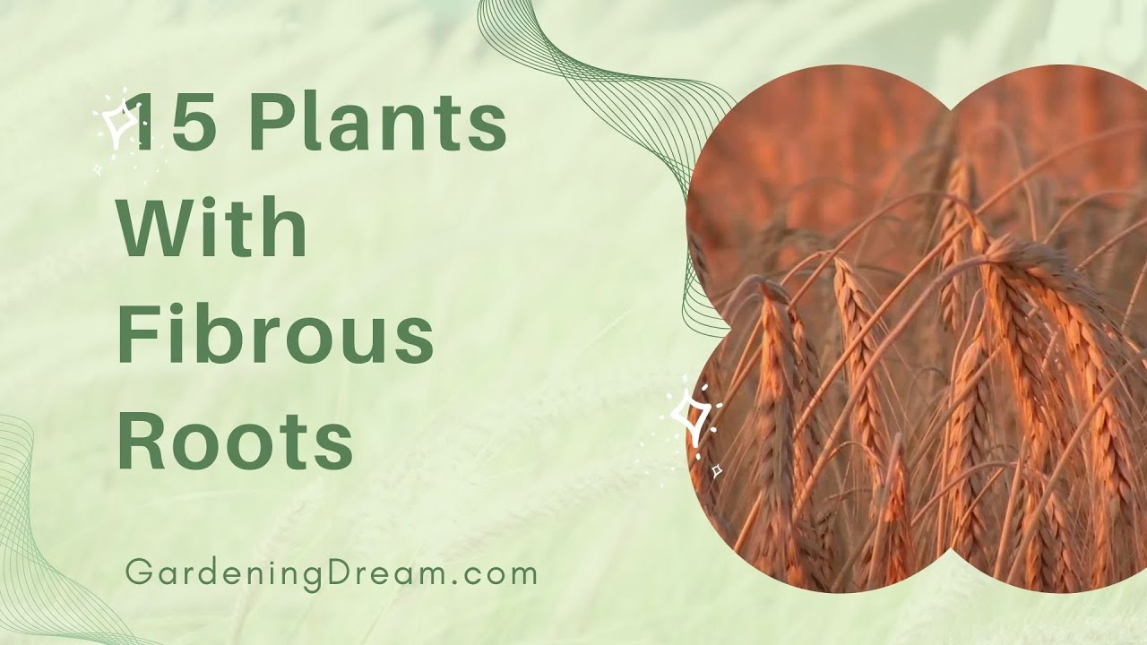 Fibrous Plant