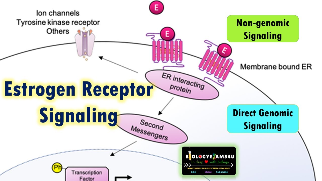 Estrogen Signaling Pathway Steps || Genomic and Nongenomi...