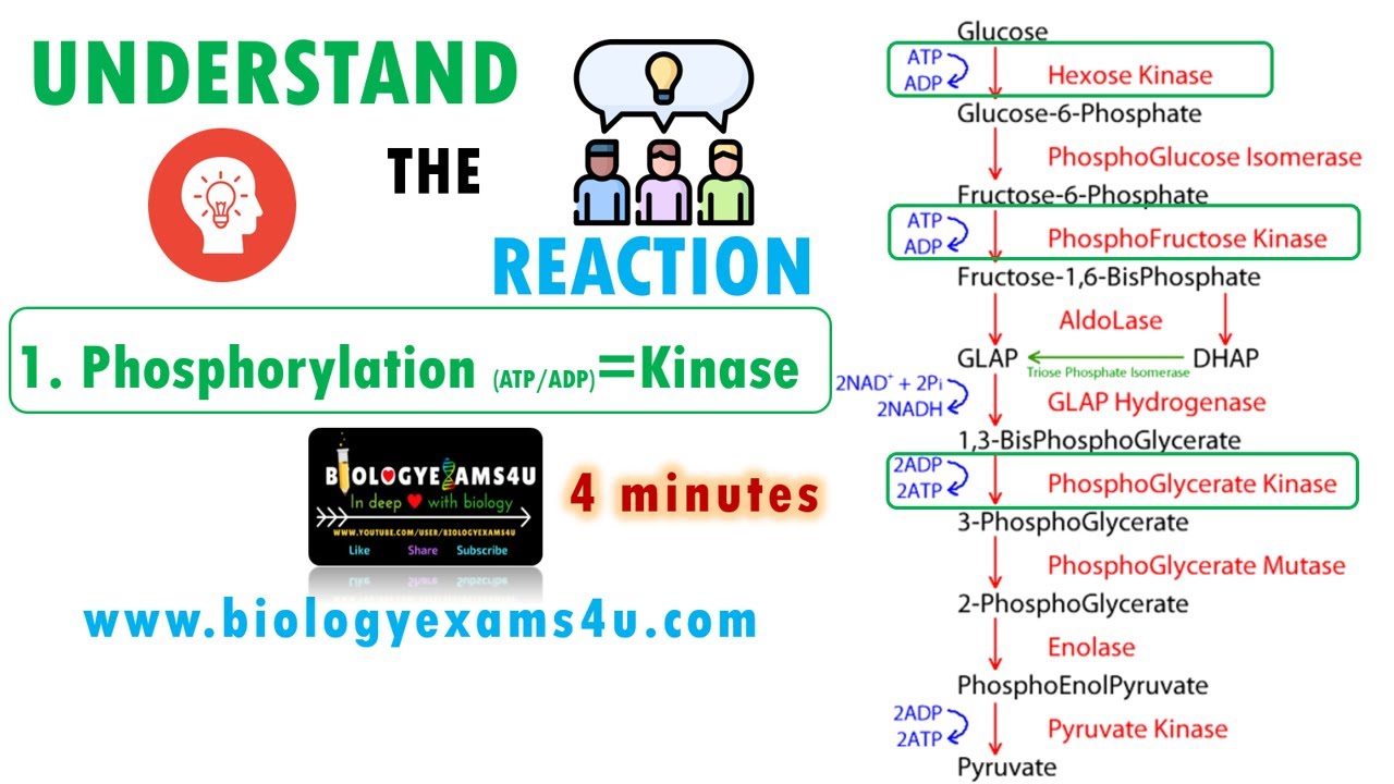 Three Easy Tricks to Remember Enzymes in a Pathway-Glycol...