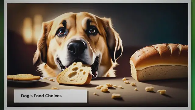 Sweetdoggo.com Videos